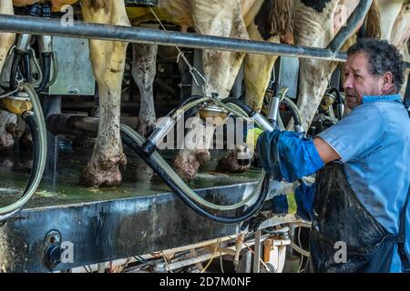 Dairy Farm worker attaching milking equipment to cows udder, while on ...