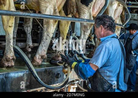 Dairy Farm worker attaching milking equipment to cows udder, while on ...