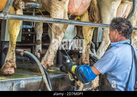 Dairy Farm worker attaching milking equipment to cows udder, while on ...