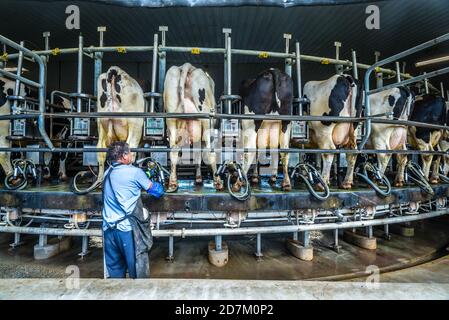 Dairy Farm worker attaching milking equipment to cows udder, while on ...