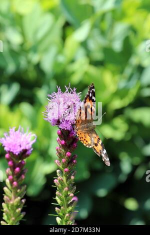 A selective shot of a Painted lady (Vanessa cardui) on lavender on a ...