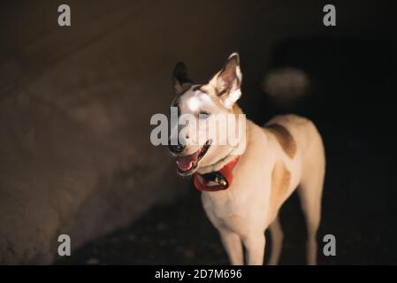 A high angle shot of a Bull Terrier sitting on a ground Stock Photo - Alamy