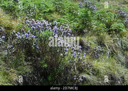 Neelakurinji scientifically called as Strobilanthes Kunthiana is a ...