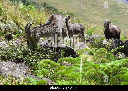 Mountain goat Nilgiri Tahr Nilgiritragus hylocrius Rajamala Wildlife ...