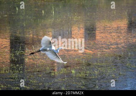 Snowy egret in flight at the Tualatin River Wildlife Refuge in Oregon ...