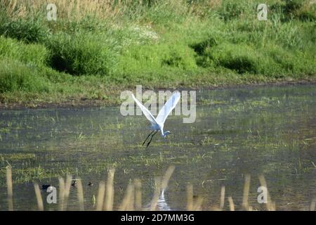 Snowy egret in flight at the Tualatin River Wildlife Refuge in Oregon ...