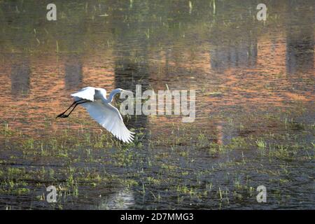 Snowy egret in flight at the Tualatin River Wildlife Refuge in Oregon ...