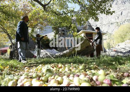 Skardu. 18th Oct, 2020. People harvest apples in Skardu in Pakistan's ...