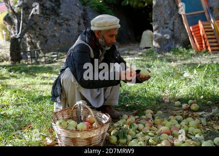 Skardu. 18th Oct, 2020. A man shows harvested apples in Skardu in ...