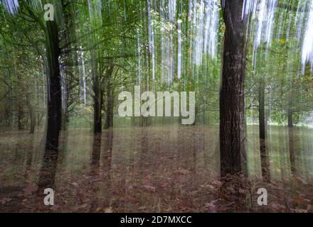 Leaf of pan trees Stock Photo - Alamy