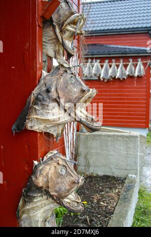 dried fish and cod outside houses, lofoten islands, norway Stock Photo ...