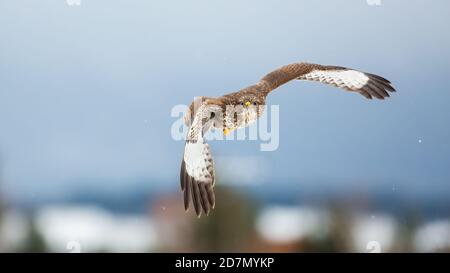 Common Buzzard flying in the air Stock Photo - Alamy