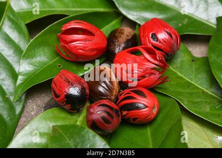 Whole Nutmeg seeds, mace or aril in stone mortar on light blue ...