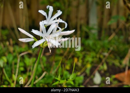 White nerine flower Stock Photo - Alamy