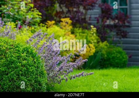 Raindrops falling on the summer plants growing in the morning fields ...