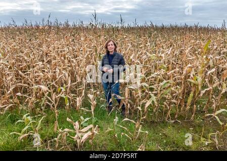 Lady in a cornfield in Petrockstowe, Devon Stock Photo - Alamy