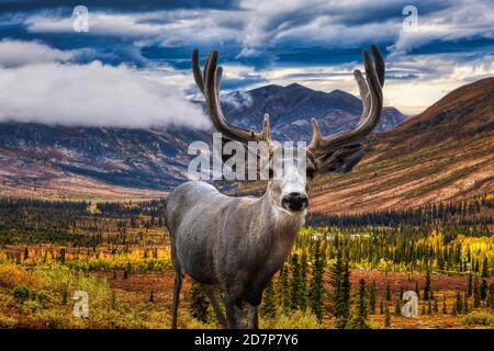 A male Deer in Canadian Nature. Image composite with Mt Assiniboine ...