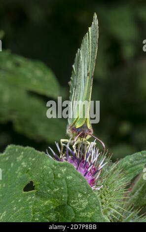Close-up of male brimstone butterfly (Gonepteryx rhamni) resting in ...