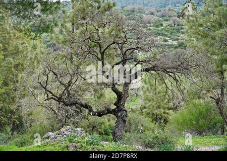 Closeup of a dry willow tree surrounded by green nature and trees ...