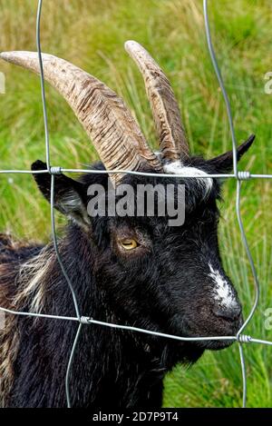 Wild Goat in Galloway Forest Park, at Goat Park between New Galloway ...