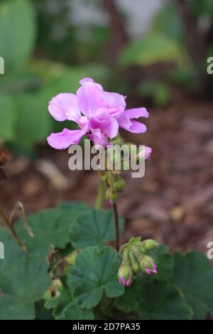 Light Pink Zonal Geranium Stock Photo - Alamy