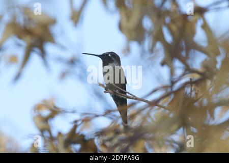 Anna's Hummingbird in Mesa, Arizona Stock Photo - Alamy