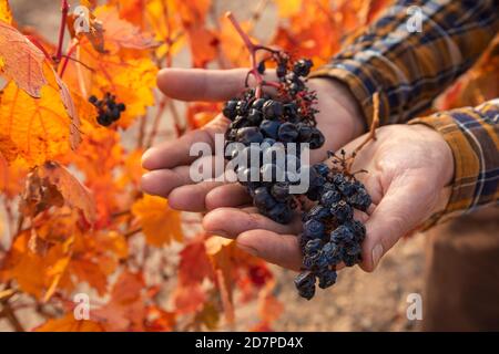 Natural raisins from the vineyards of Campo de Borja, near the small ...