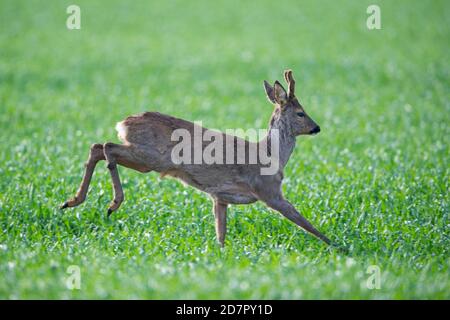 Current European roe deer ( Capreolus capreolus) bock, Oldenburger ...