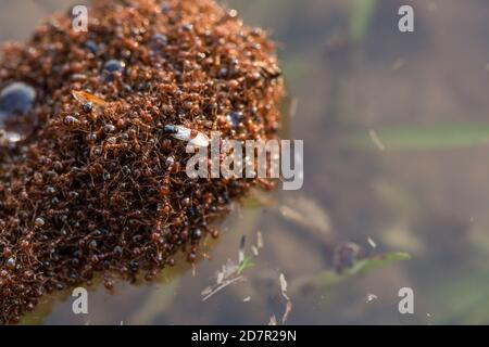 Pile of Floating Ants in a Flood Stock Photo - Alamy