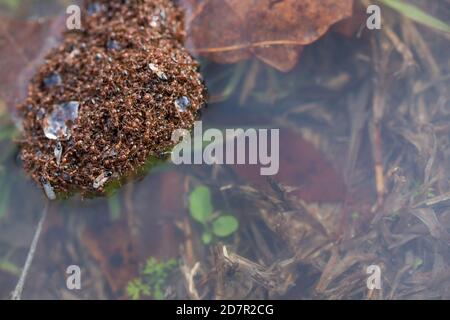 Pile of Floating Ants in a Flood Stock Photo - Alamy