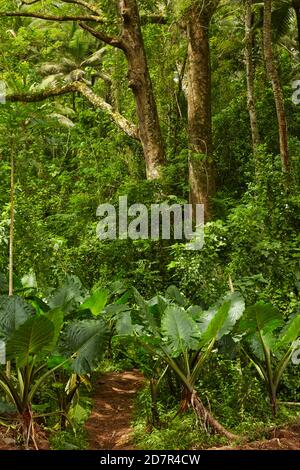 Rarotonga forest track Stock Photo - Alamy