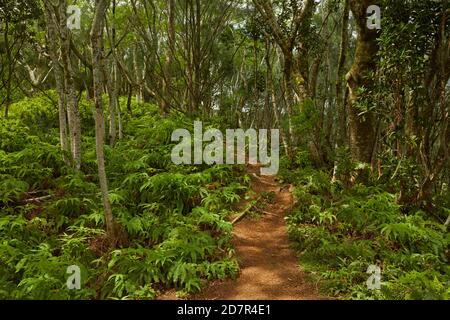 Ferns, Takitoa Ridge Track, Raemaru Mountain, Rarotonga, Cook Islands ...