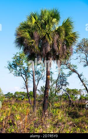 Landscape of the dry summer prairie at Myakka River State Park Florida ...
