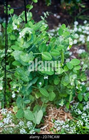 Snow pea plant (Pisum sativum) bearing pods, Melbourne, Australia Stock ...