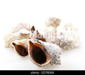 Rapana isolated on white background Stock Photo - Alamy