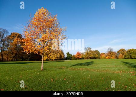 Northampton, UK, Weather, 25th October 2020. Autumn colours showing ...