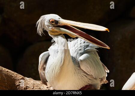 Exotic pink-beaked pelican sitting on a log Stock Photo - Alamy