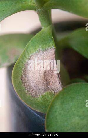 succulent leaf damaged by excessive exposure to harsh sunlight Stock ...