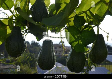 Chayote fruits hanging on their creeper. Picture taken in Kathmandu ...