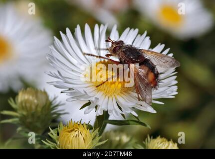 Tachinid fly (Tachina fera) on a flower head. This species of tachinid ...