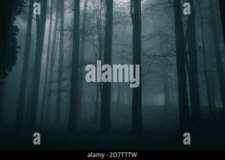 very mysterious and desolate atmosphere on a gloomy day in the dark ...