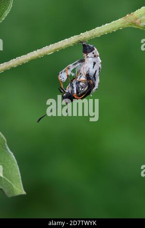 Sunflower, helianthus annuus, life cycle with seedling, seeds (with ...