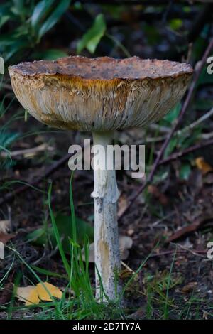 Old fly amanita mushroom (Amanita muscaria) undergoing decay surrounded ...
