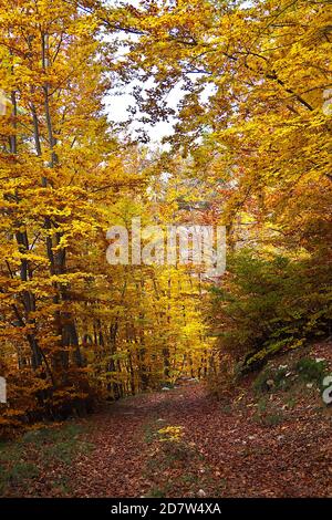 Italy Piedmont Alta val Tanaro Forest Stock Photo - Alamy