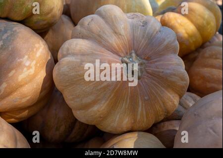 New harvest of big round tasty edible pumpkins in Provence, France ...