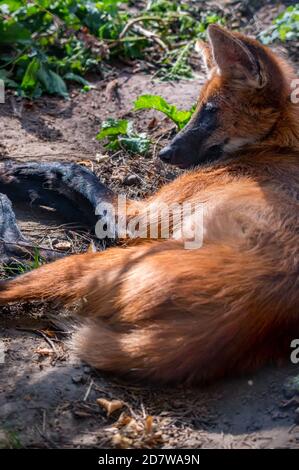 Red Maned Wolf close up head shot Stock Photo - Alamy