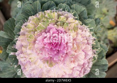 Decorative cabbage in garden. Selective focus Stock Photo - Alamy