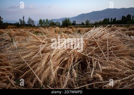 Wheat harvest Wheat field Borojerd Iran Asia Stock Photo - Alamy