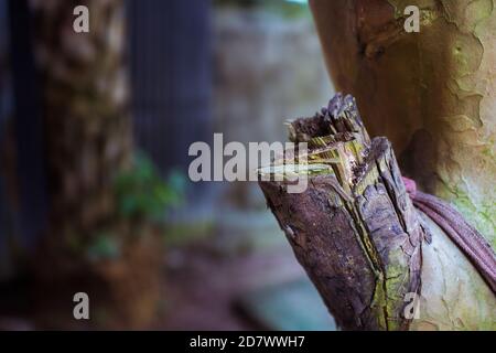 A Picture of the Natural Broken Tree Background Stock Photo - Alamy