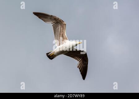 Immature Lesser Black backed gull in flight Stock Photo - Alamy